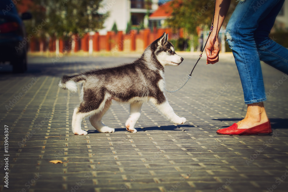 How Do You Walk A Husky Puppy