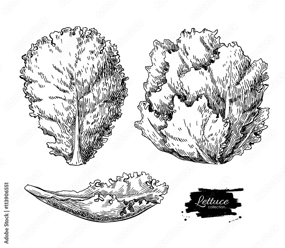 Lettuce hand drawn vector set. Vegetable engraved style illustra Stock ...