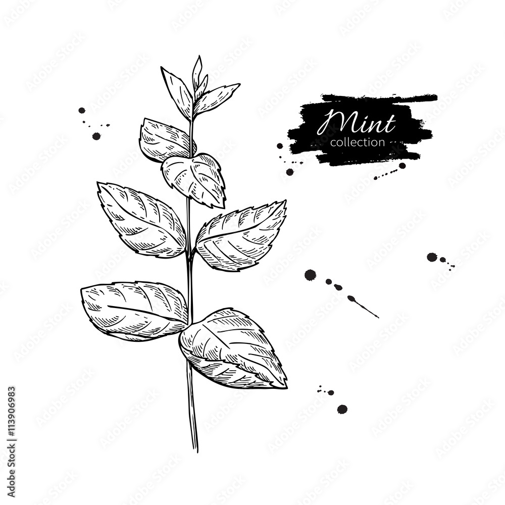 mint-vector-drawing-isolated-mint-plant-with-leaves-herbal-stock