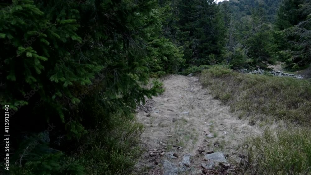 Steadicam Shot Hiking on a Trail in Forested Mountains (Pov) Stock ...