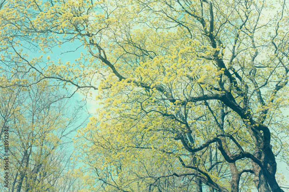 Soft vintage nature background with trees branches Stock Photo | Adobe ...