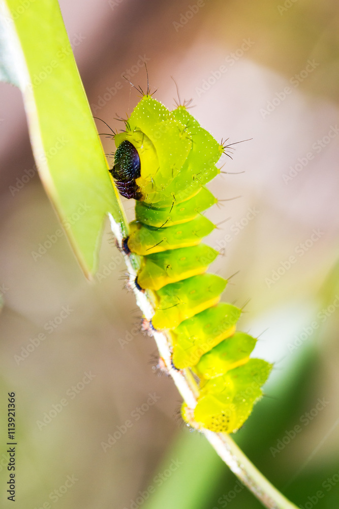 Comet Moth Caterpillar