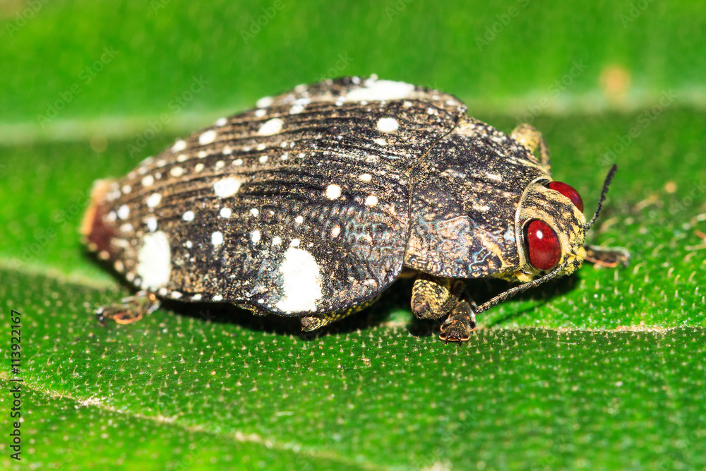 Polybothris Jewel beetle (family Buprestidae), presumably Polybothris ...