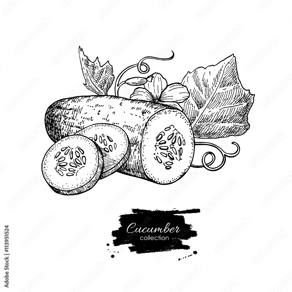 Cucumber hand drawn vector set. Isolated cucumber, sliced pieces Stock ...