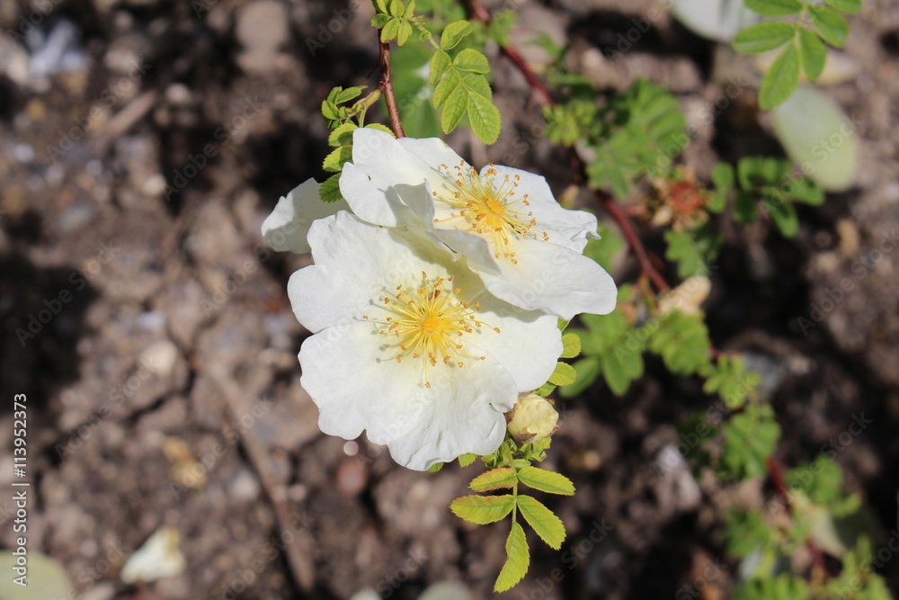 White "Winged Thorn Rose" flower (or Shrub Rose) in St. Gallen ...