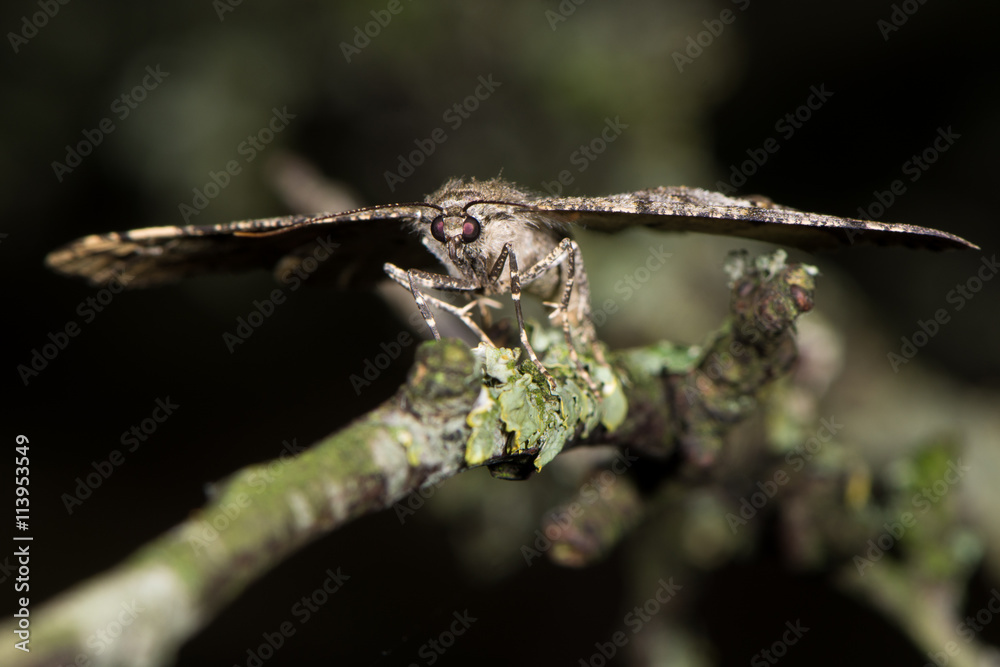 Mottled beauty moth (Alcis repandata) head on. British insect in the ...