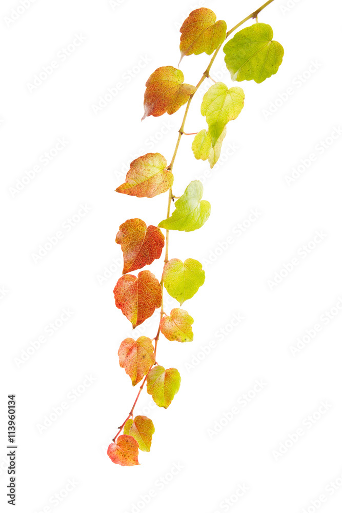 Herbstliche Ranke freigestellt Photos | Adobe Stock