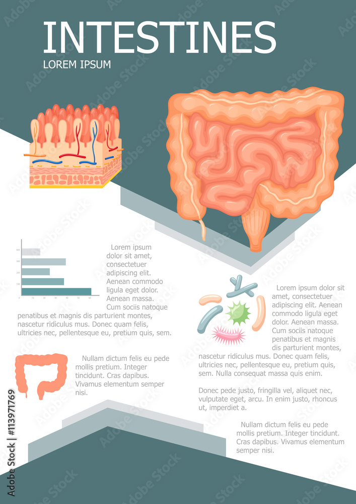 Human intestines infographic Stock Vector | Adobe Stock