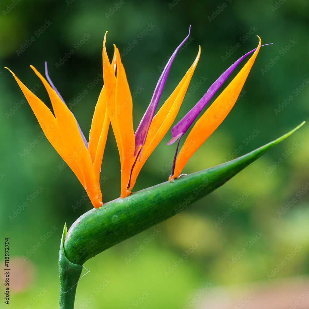Strelitzia Stock Photo | Adobe Stock