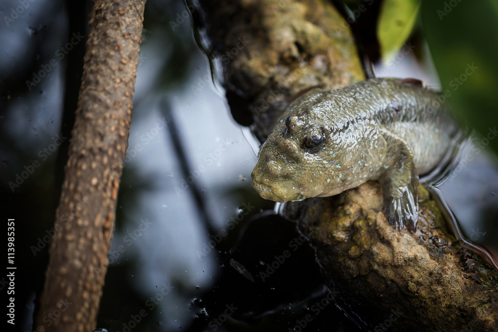 Mudskipper , Amphibious fish Stock Photo | Adobe Stock
