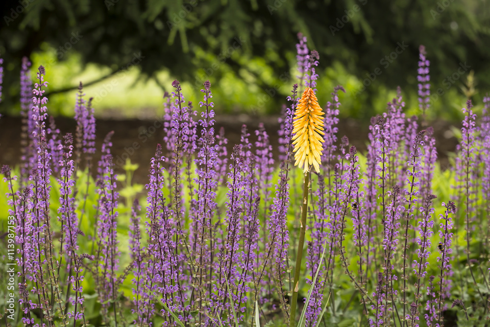 Red Hot Poker. A flower know as a red hot poker sits in front of a sea ...