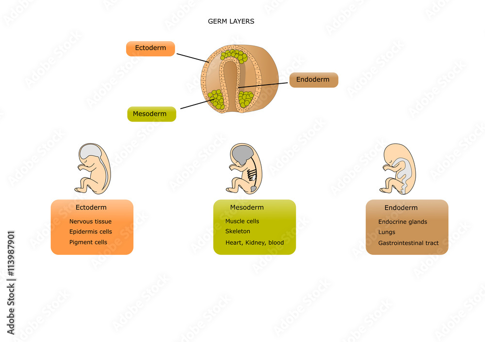 embryo, the development of internal organs Stock Vector | Adobe Stock