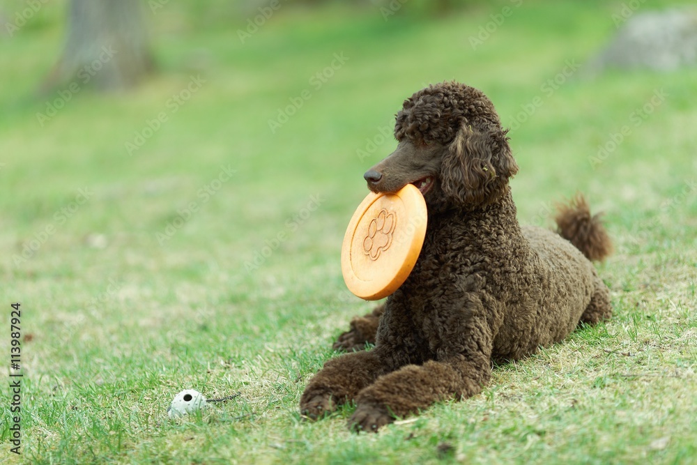Laying Poodle in the summer field with bright green background. Brown ...