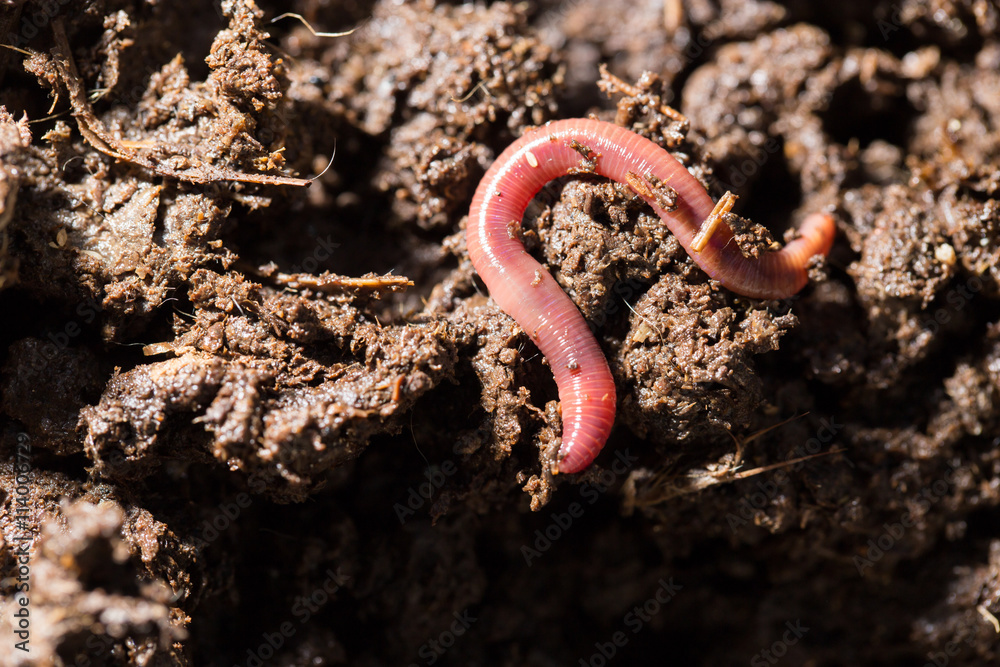 red worms in compost. macro Stock Photo | Adobe Stock