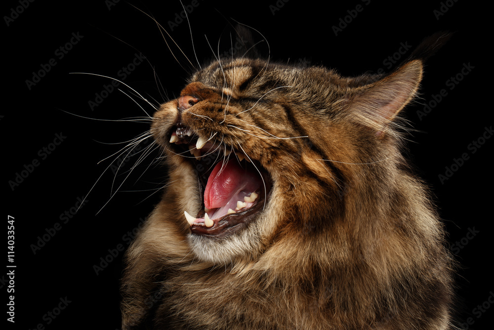 Poster Close-up Portrait of Angry Maine Coon Cat Hiss Isolated on Black ...