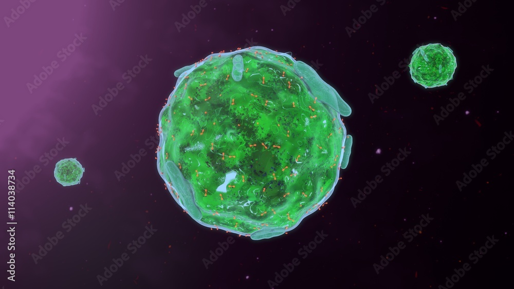 Mast cell Stock Photo | Adobe Stock