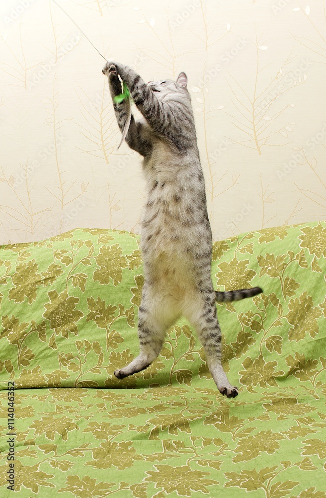 Funny grey cat jumping, cat playing football, jumping cat, cat standing ...