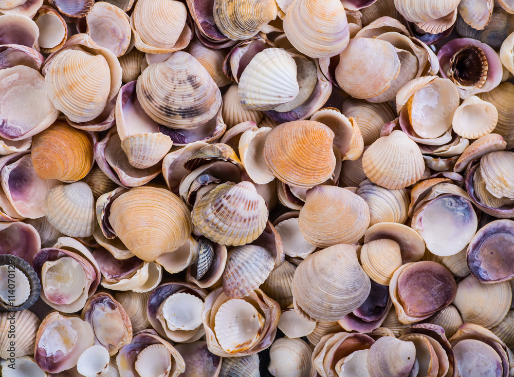 Foto de Sea Shells Seashells! - variety of sea shells from beach ...