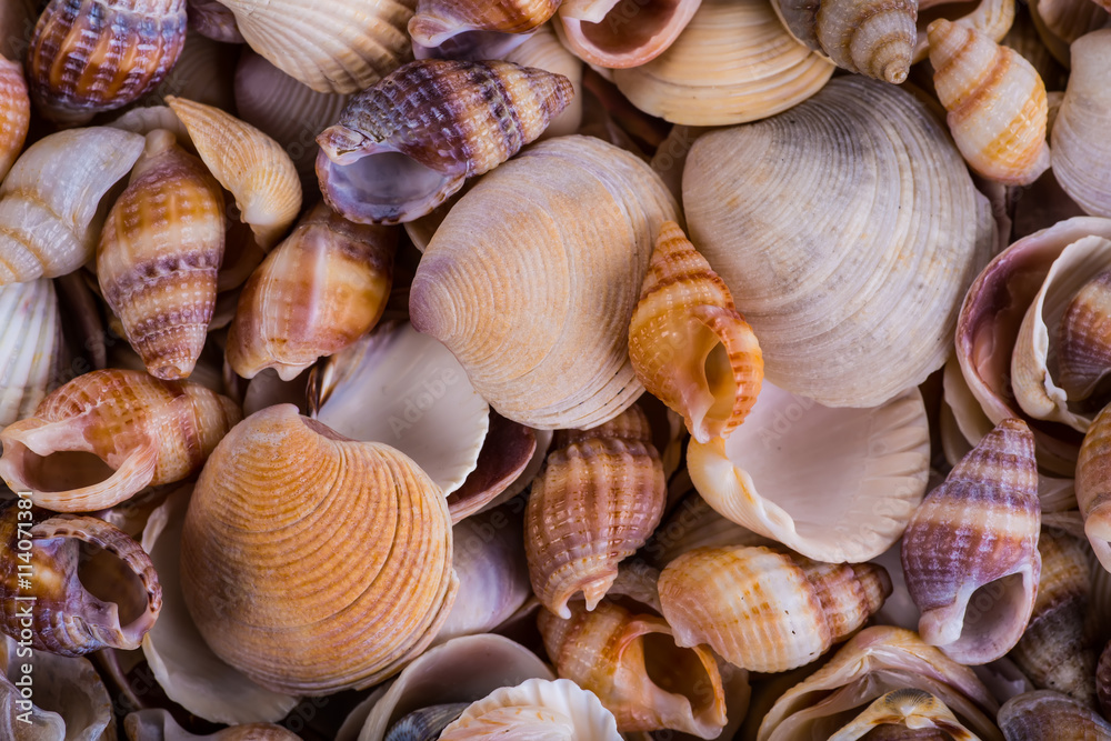 Sea Shells Seashells! - variety of sea shells from beach - panor Stock ...