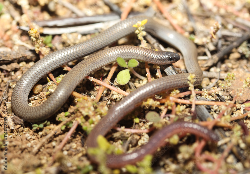 Poster The pink-tailed worm-lizard (Aprasia parapulchella) is a rare ...