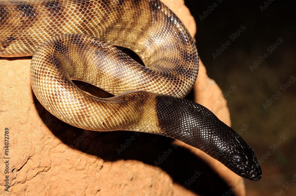 Foto de Aspidites melanocephalus, commonly known as the black-headed ...
