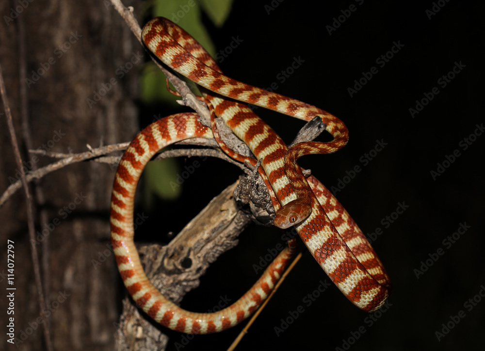 The brown tree snake is an arboreal rear-fanged colubrid snake native ...