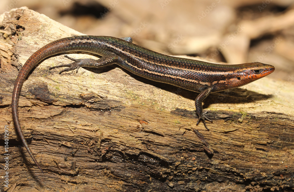 Carlia rubrigularis is a species of saurians of the family of ...