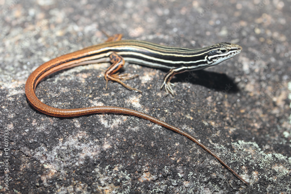 The Australian striped skink, also known as the Copper-tailed ctenotus ...