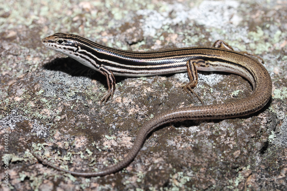 The Australian striped skink, also known as the Copper-tailed ctenotus ...