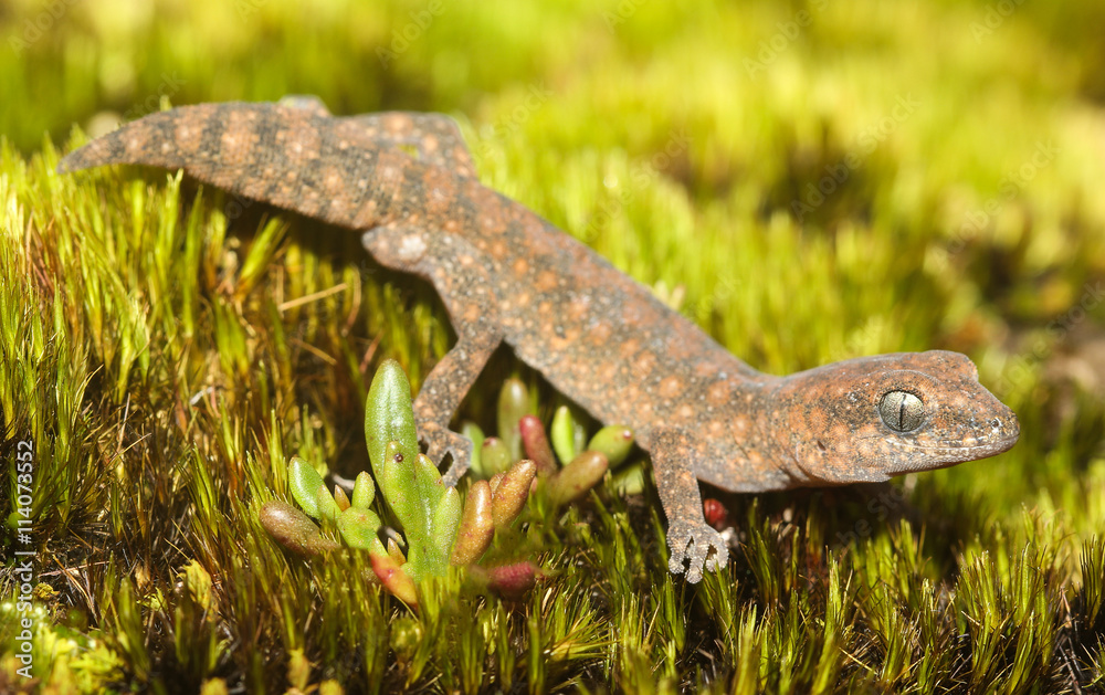 Foto de Diplodactylus lateroides is a species of gecko in the family ...
