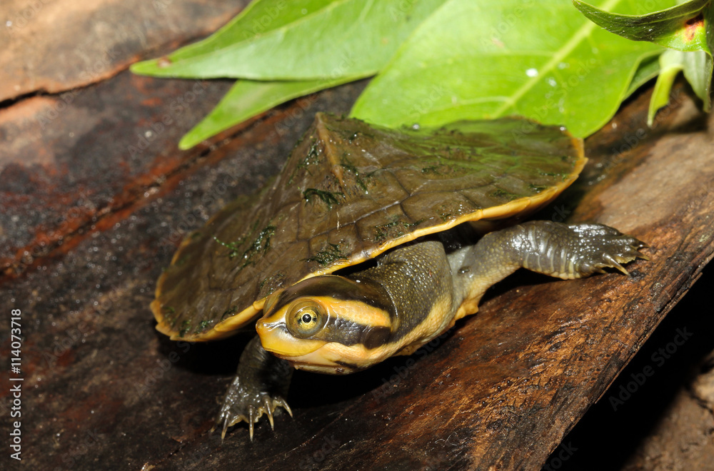 The yellow-faced turtle, is a medium-sized aquatic turtle inhabiting ...