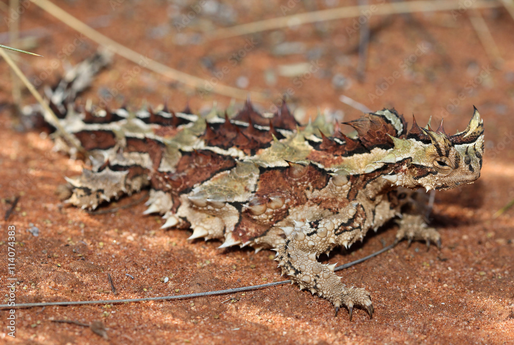 The thorny dragon or thorny devil is an Australian Lizard, also known ...
