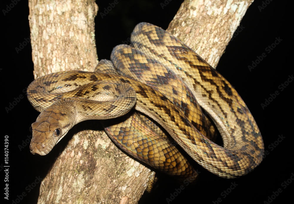 Morelia kinghorni is a species of snakes of the family Pythonidae ...
