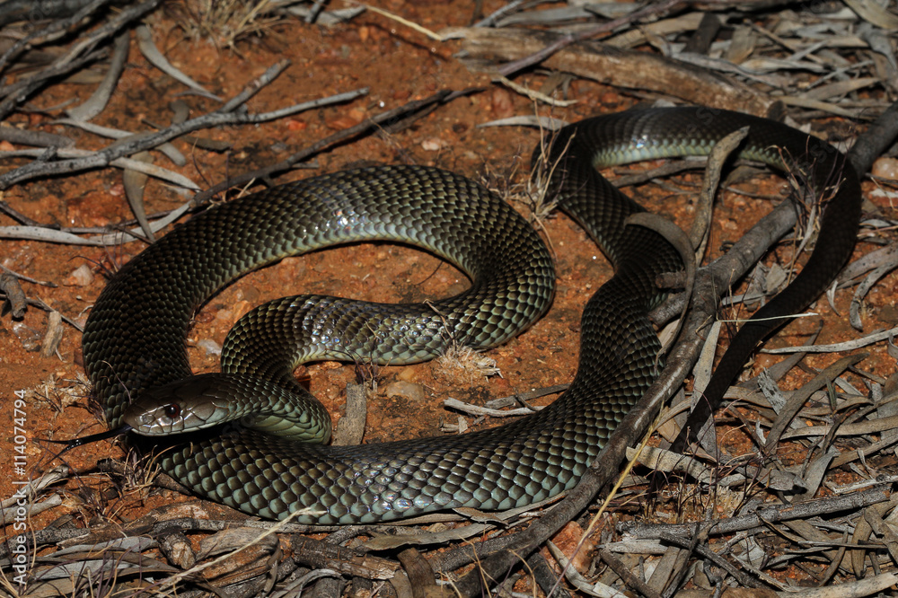 Pseudechis australis, commonly known as the king brown- or mulga snake ...