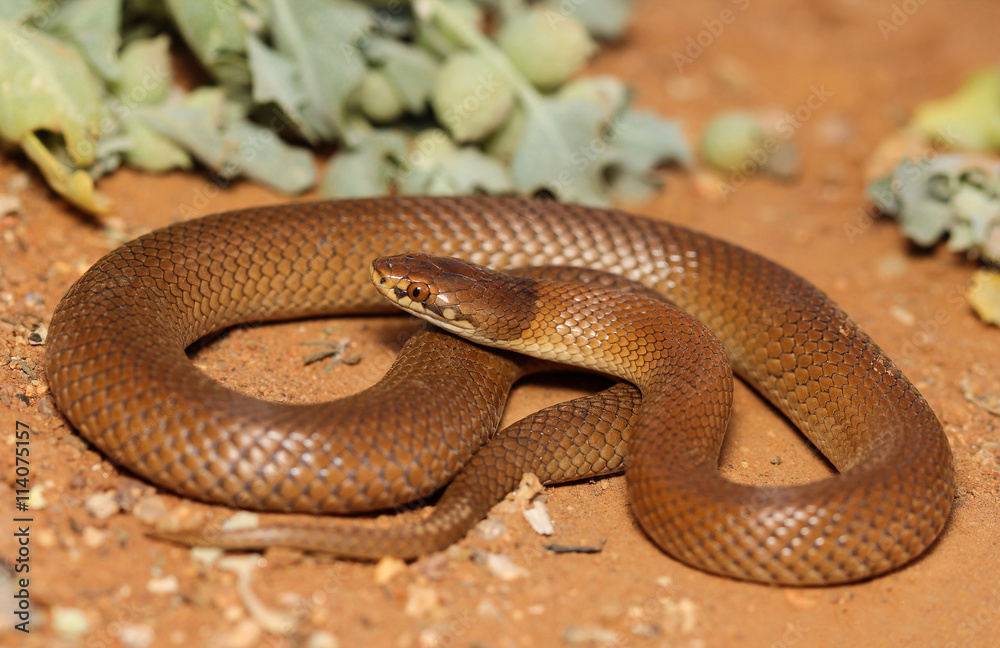 Suta suta is a species of snakes of the family Elapidae. Stock Photo ...