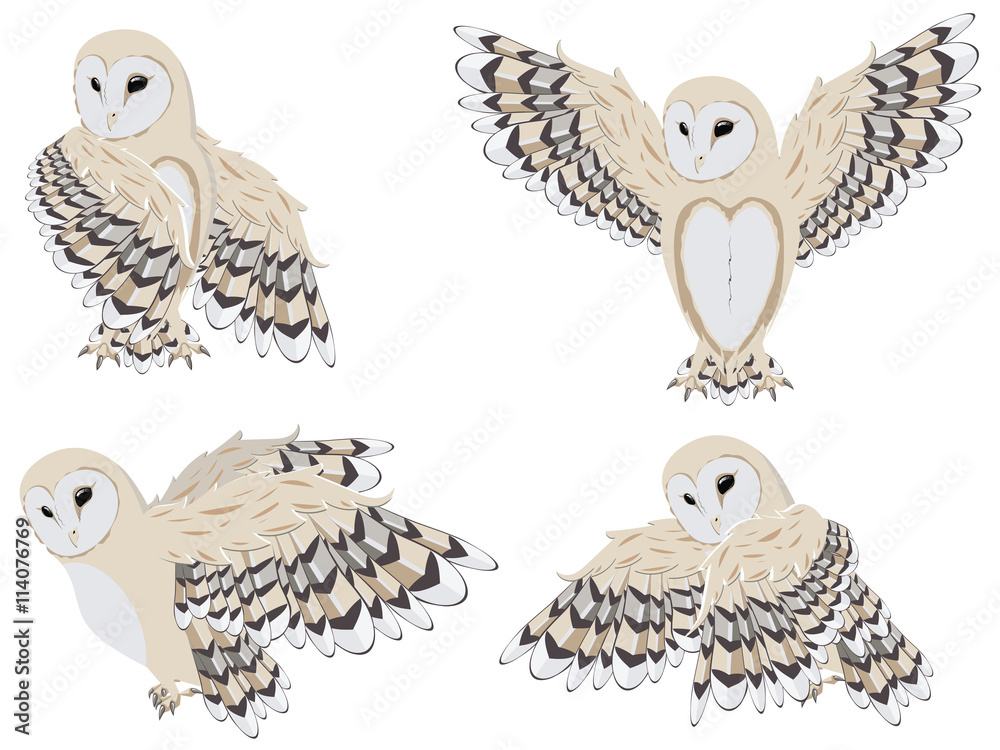 Cartoon Barn Owl Stock Vector | Adobe Stock