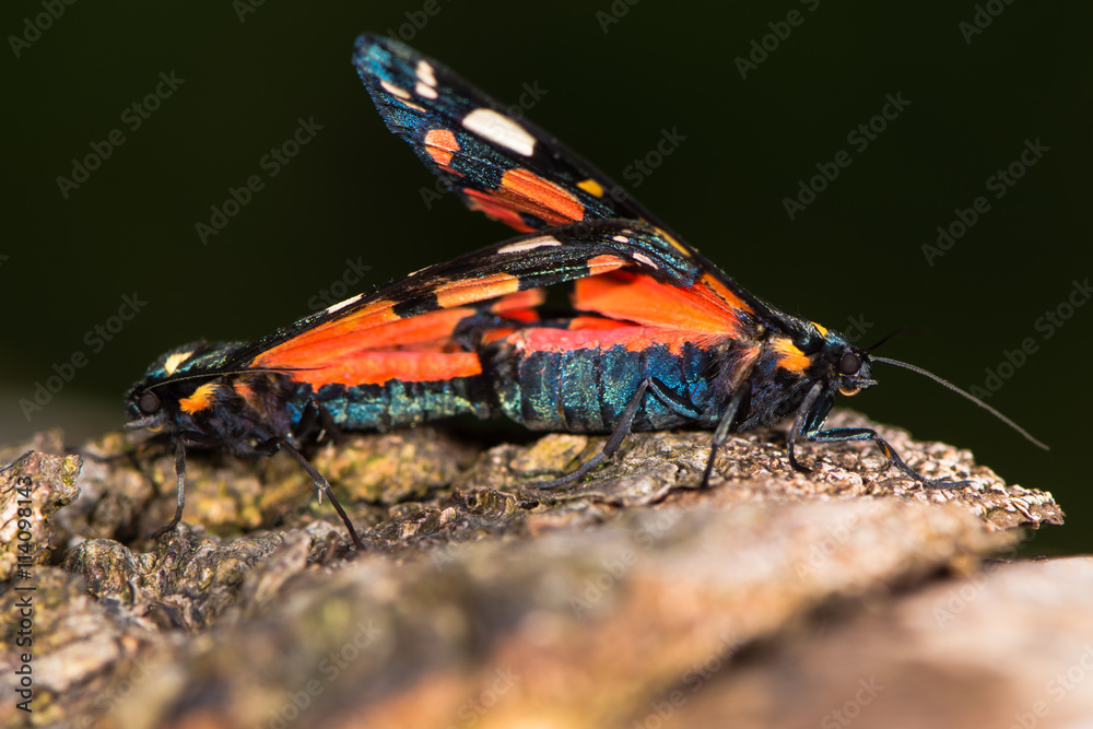 Scarlet tiger moths (Callimorpha dominula) mating from side. Brightly ...