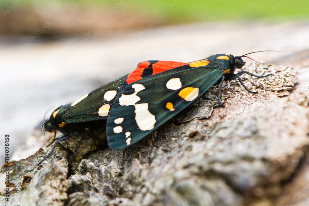 Scarlet tiger moths (Callimorpha dominula) mating. Brightly coloured ...