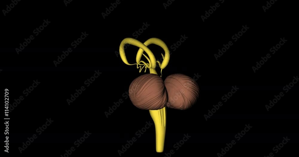 Vidéo Stock Animation of cerebellum, amygdala and medulla oblongata of ...