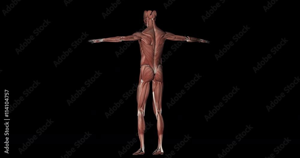 Animation of human muscular system in rotation over black background in ...