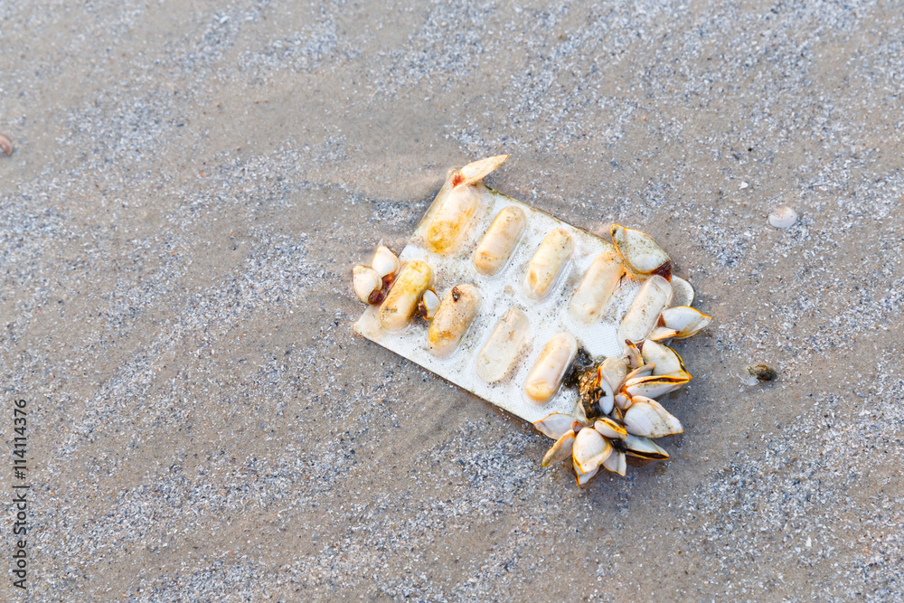 Pelagic Goose Barnacle