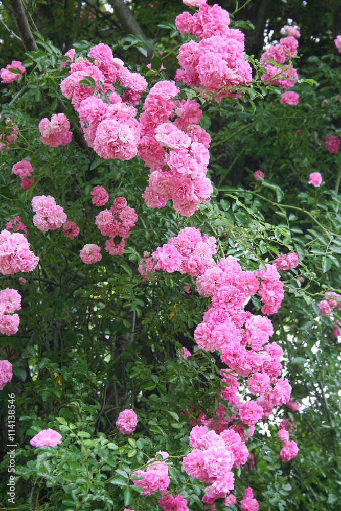 rose rosa rampicanti in giardino Stock Photo | Adobe Stock