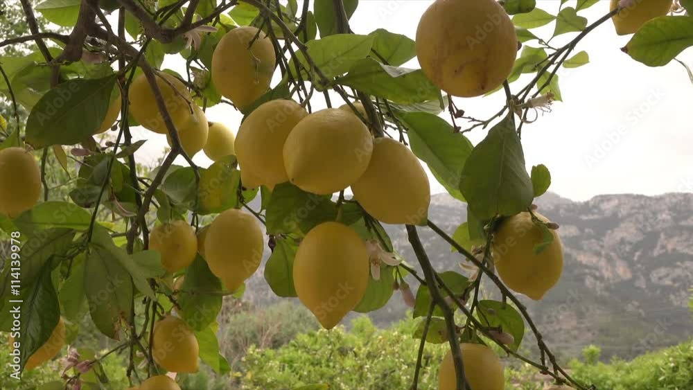 Lemons hanging on lemon tree in Mallorca, Spain Stock Video | Adobe Stock