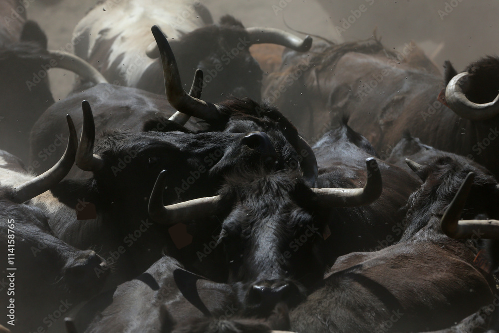 Toros y vacas bravas Stock Photo | Adobe Stock