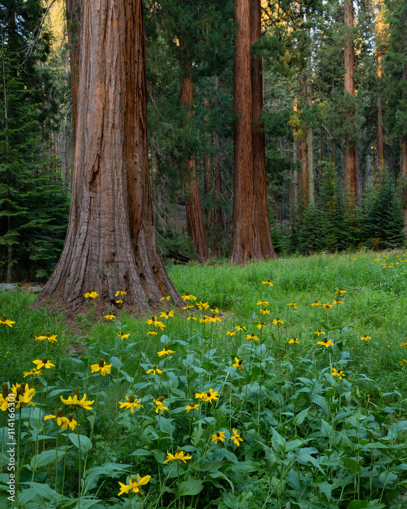 "Giant Sequoia" General's Highway reveals the giant sequoia trees as it ...