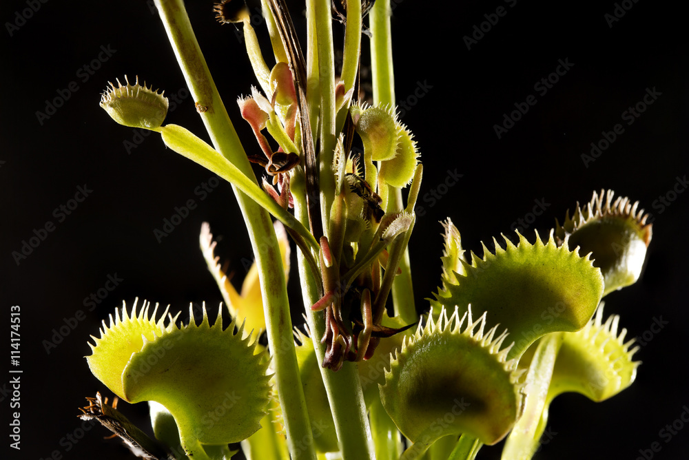 Venus Flytrap Flower Stalk