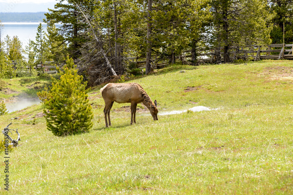 Steaming aqua hot spring, Yellowstone. / Clear, aqua hot spring with ...
