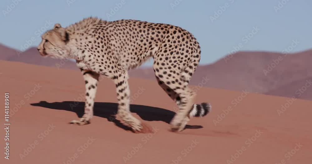 4K Cheetah walking on the red sand dunes of the Namib desert Stock ...
