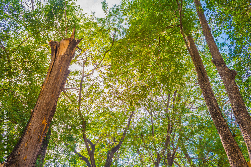 image of East Indian Walnut tree Stock Photo | Adobe Stock