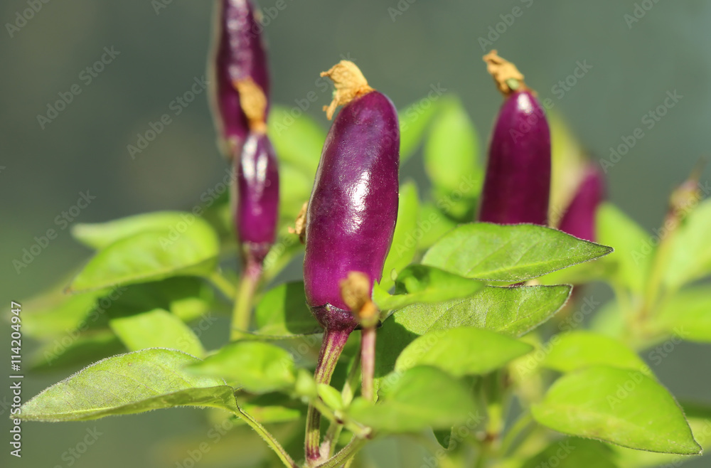 Purple chili pepper Stock Photo | Adobe Stock